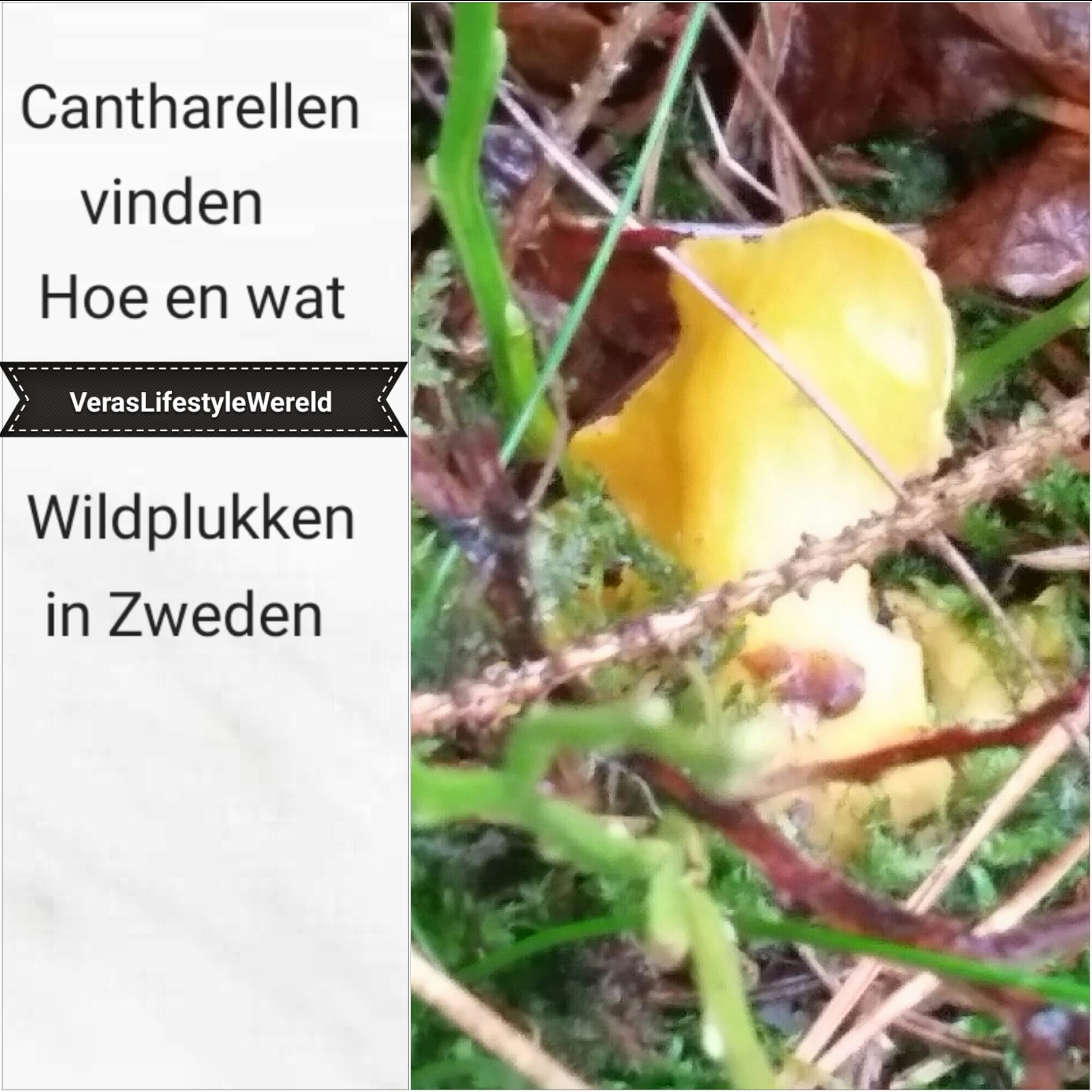 Cantharellen bereiden | Wildplukken in Zweden
